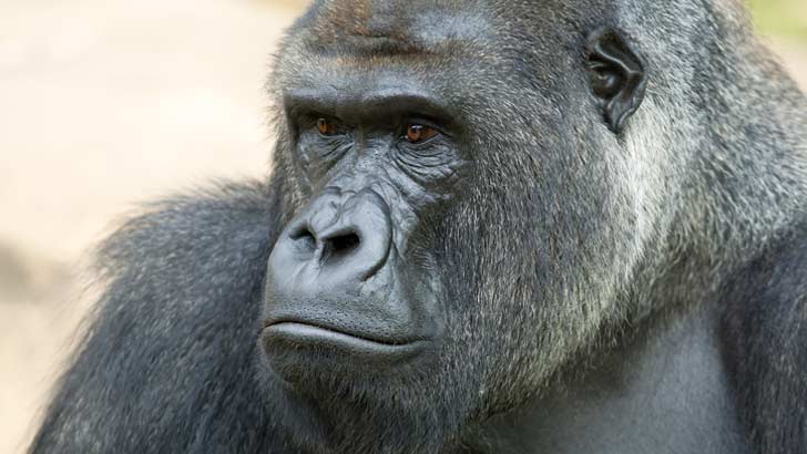 Why you can blame your over-spending on your inner ape | Money magazine